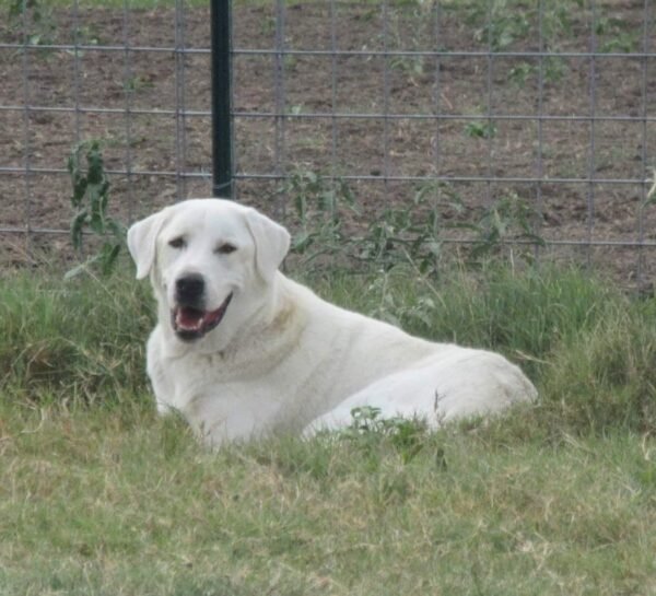 Livestock Guard Dogs – Little Sprouts Farm